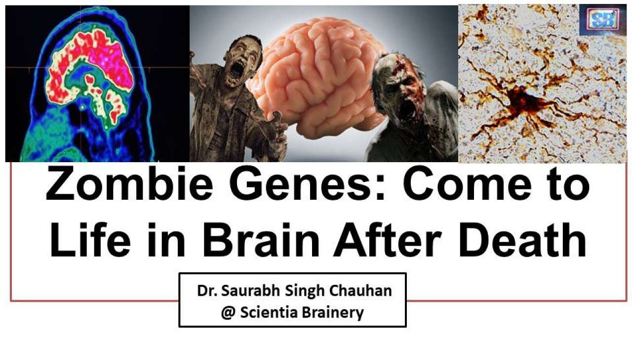 Zombie Genes Genes Which Comes To Life In Human Brain After Death
