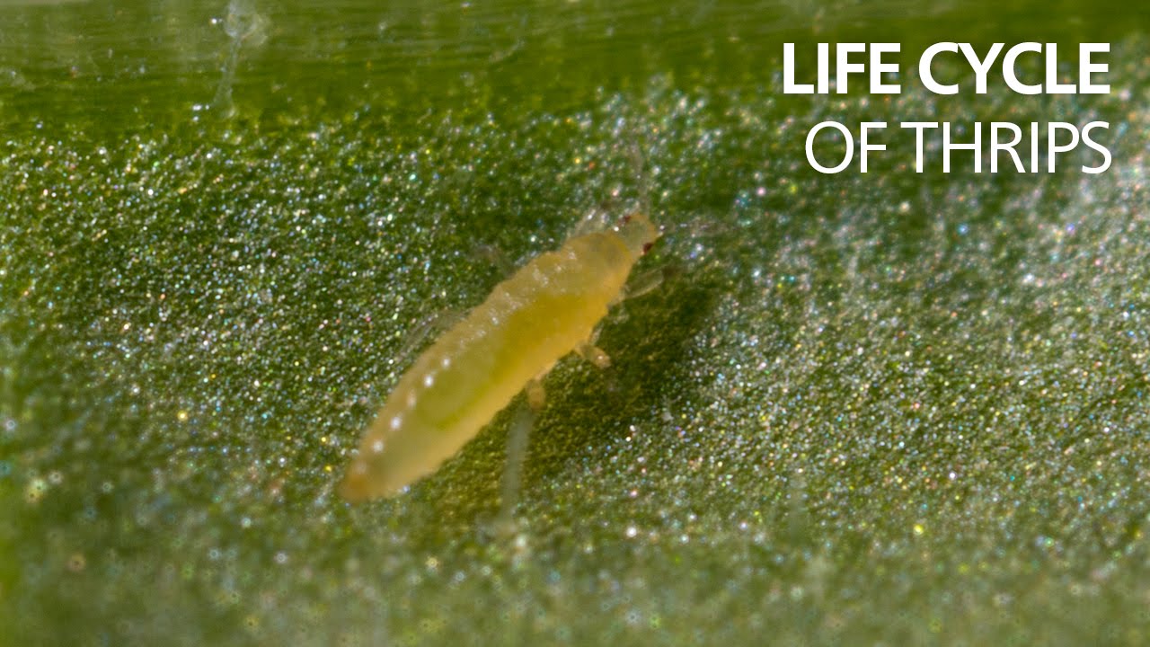 Ciclo De Vida Dos Tripes Thysanoptera Wikipédia A Enciclopédia