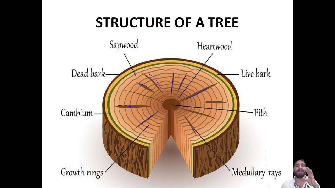 Timber Classification Youtube