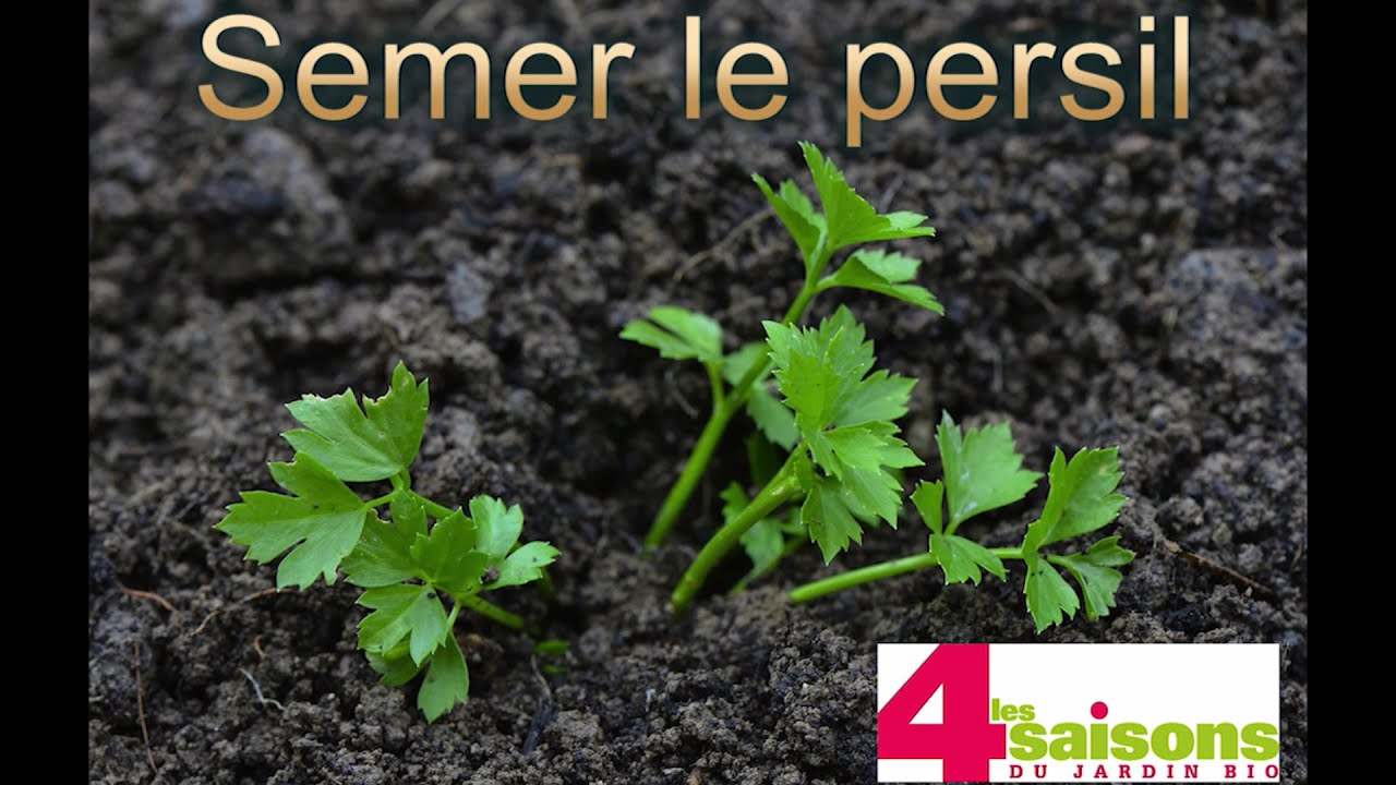 Semer Le Persil Les 4 Saisons Du Jardin Bio Youtube