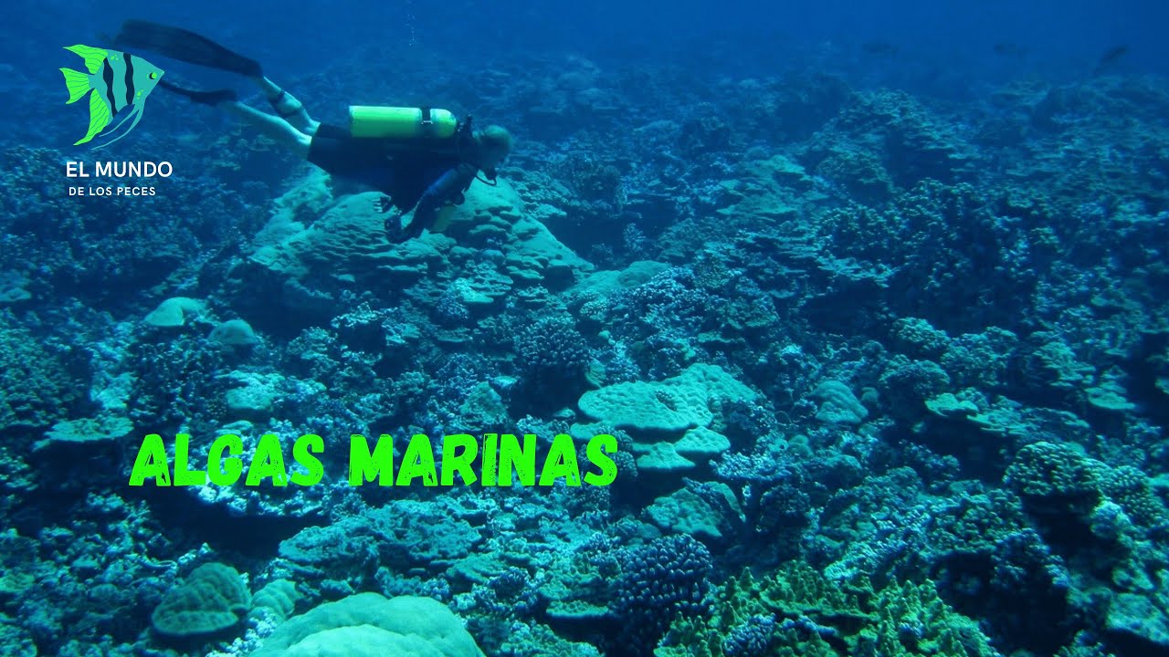 Algas Marinas Youtube
