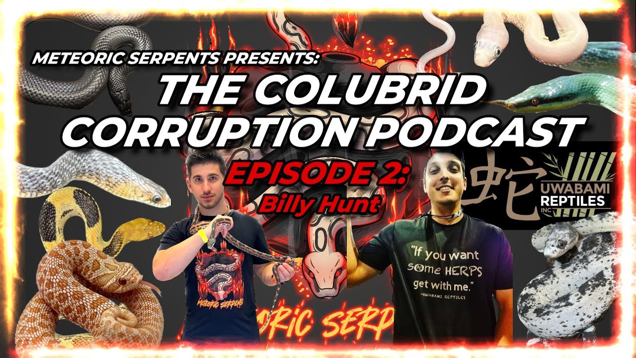 Episode 2 Billy Hunt Uwabami Reptiles The Colubrid Corruption