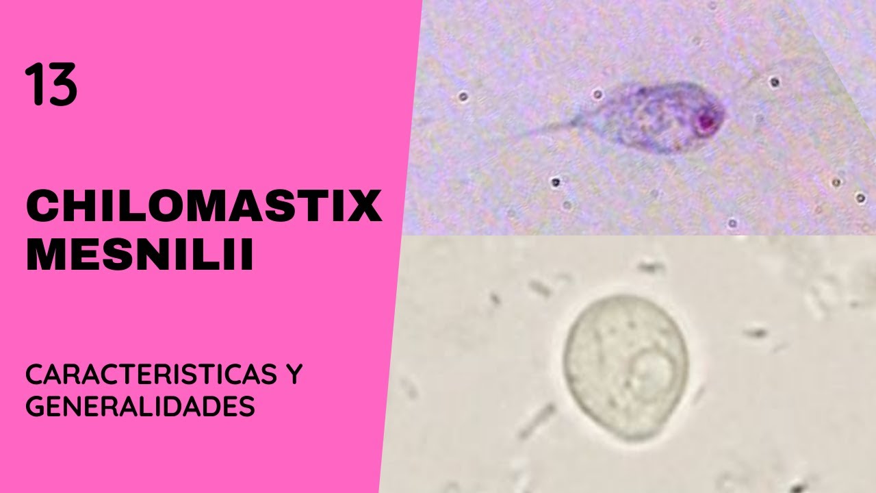 Chilomastix Mesnili
