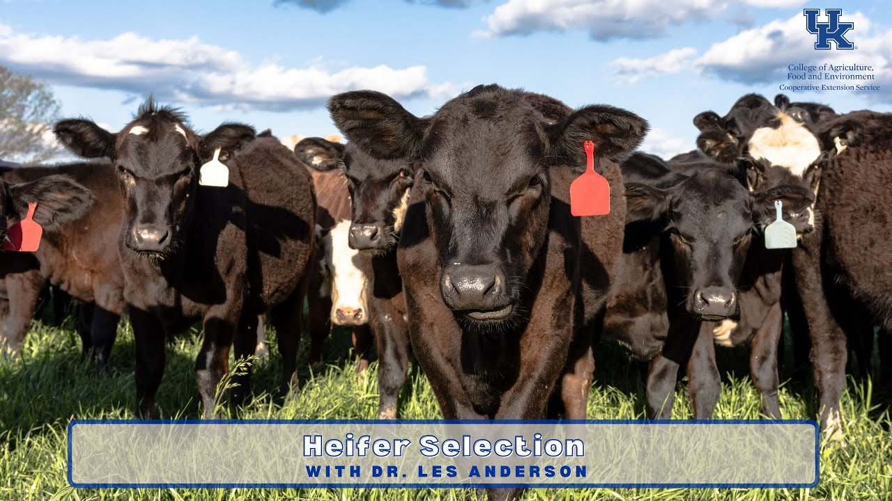 Heifer Selection Youtube