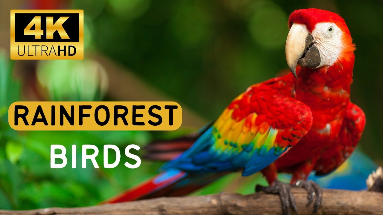 Immerse Yourself In Nature Rainforest Birds In 4k Uhd Youtube