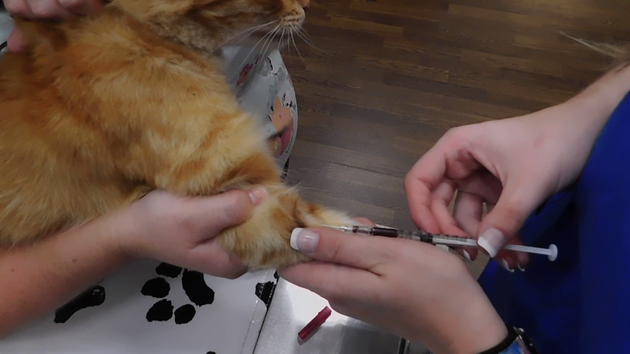 Task 19 Cephalic Venipuncture On A Feline Youtube