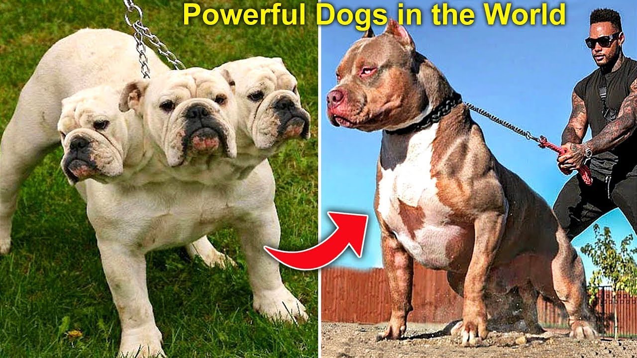Most Powerful Dog Breeds In The World Detroit Chinatown