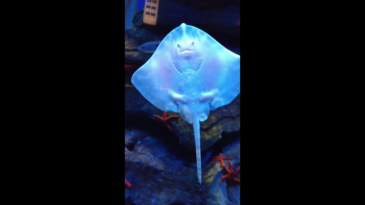Cute Smiling Baby Stingray Dancing Youtube