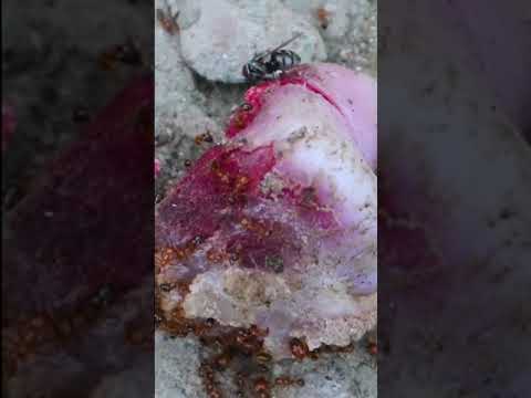Fire Ants Going To War Part 2 Youtube