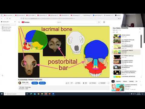 Human Evolution Drjahn41