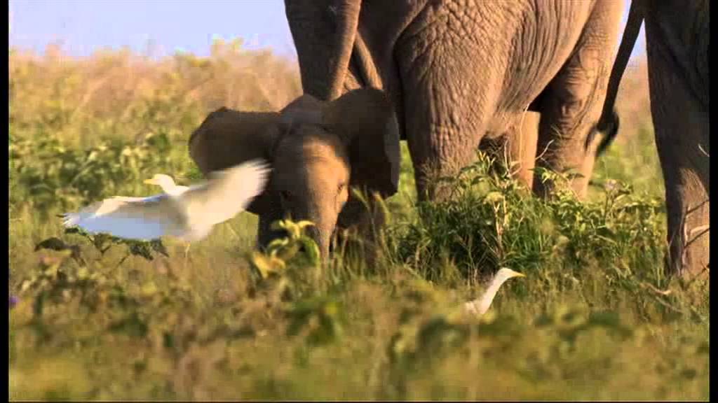 Bbc Africa Baby Elephant Chasing Birds Youtube