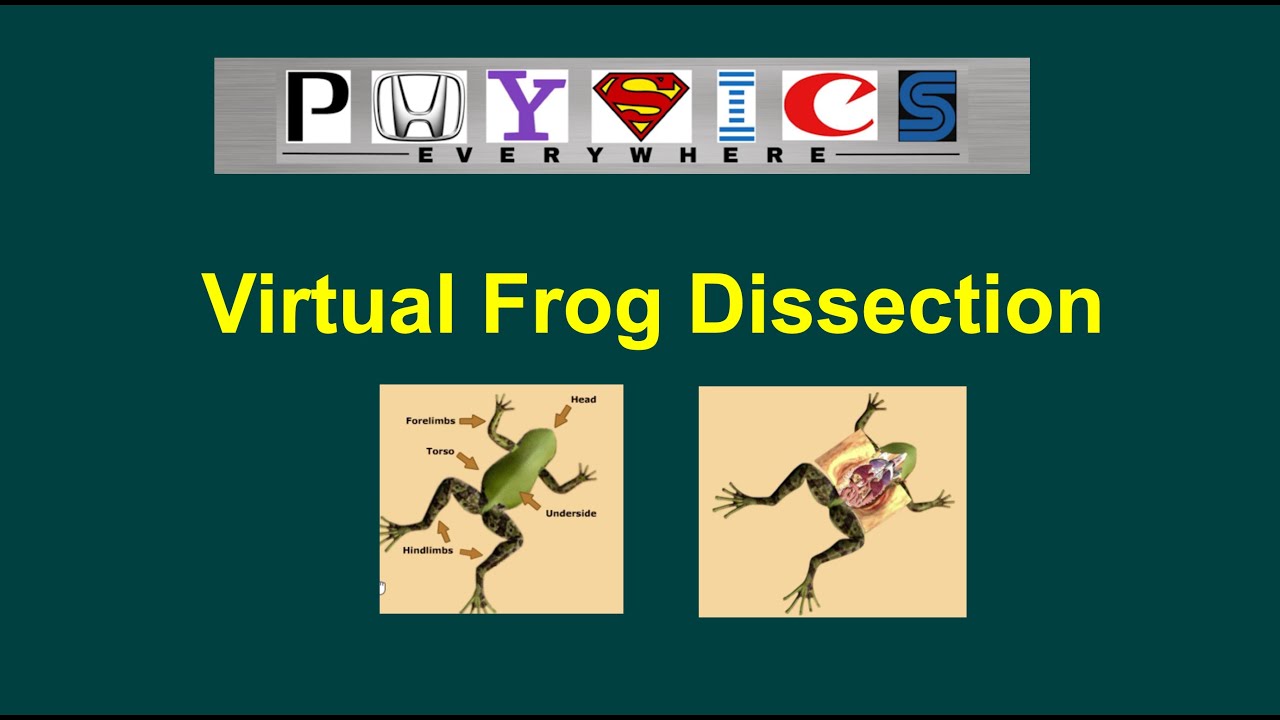 Frog Dissection Virtual At Brittany Elrod Blog