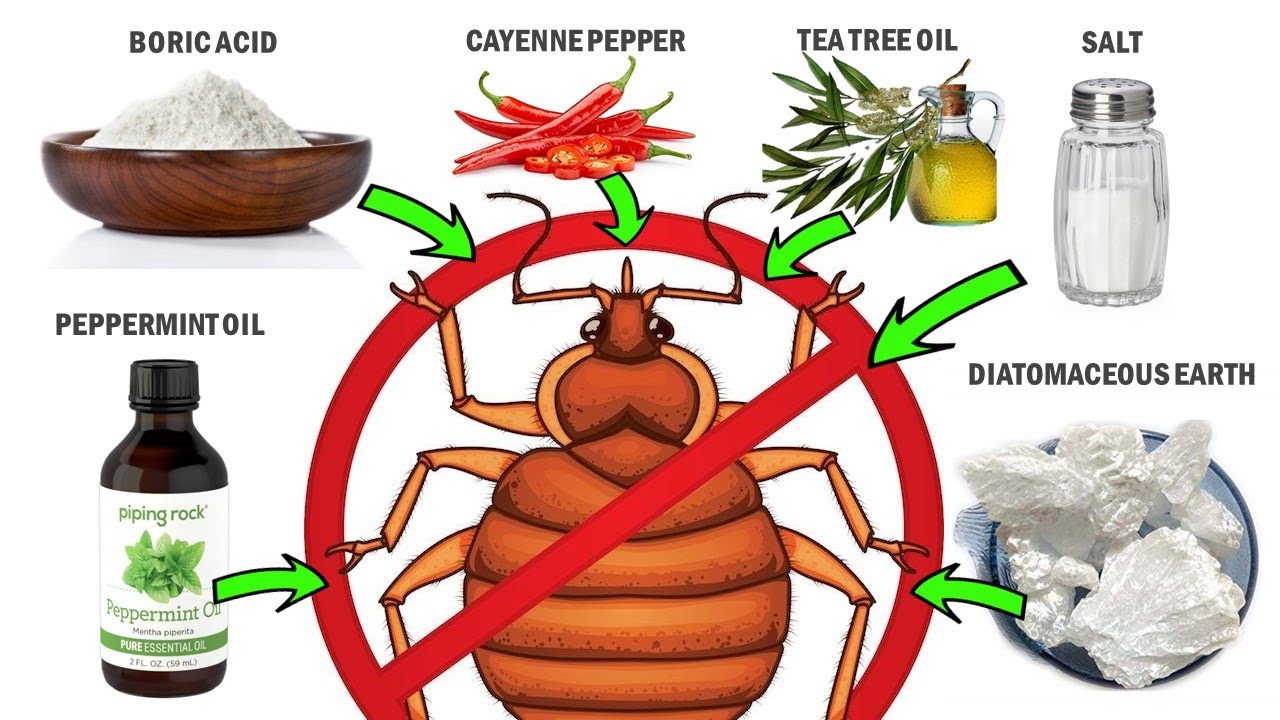 How To Treat For Bed Bugs Naturally