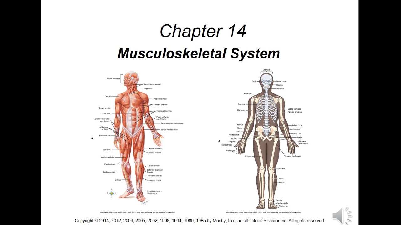 Ch 14 Musculoskeletal System Youtube