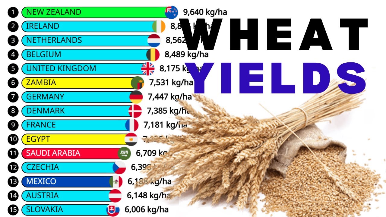 Countries With The Highest Wheat Yields In The World Youtube