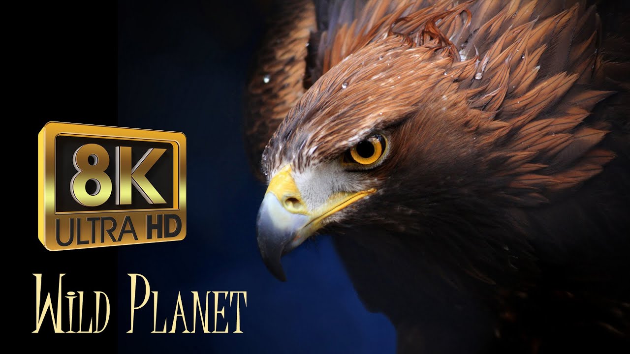 Wild Nature 8k Video Youtube