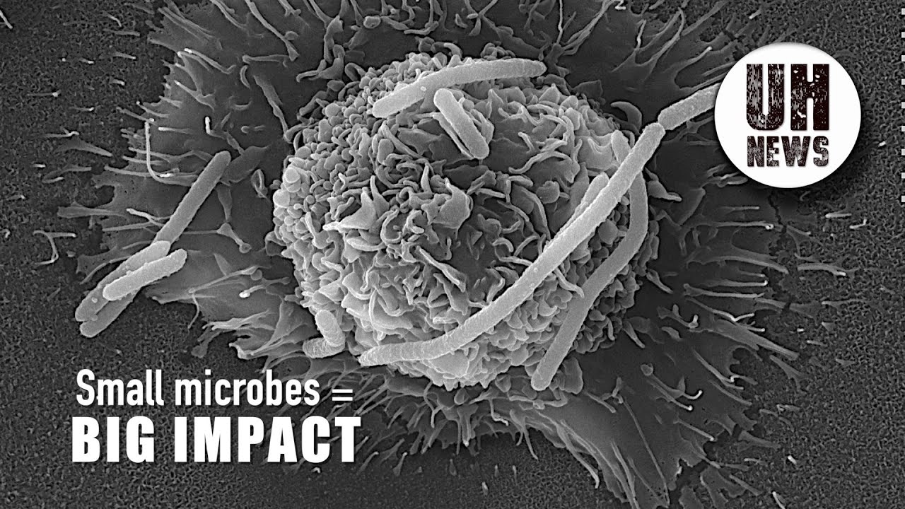 Pioneering Microbiome Science Aims For Breakthroughs At Uh Center Youtube