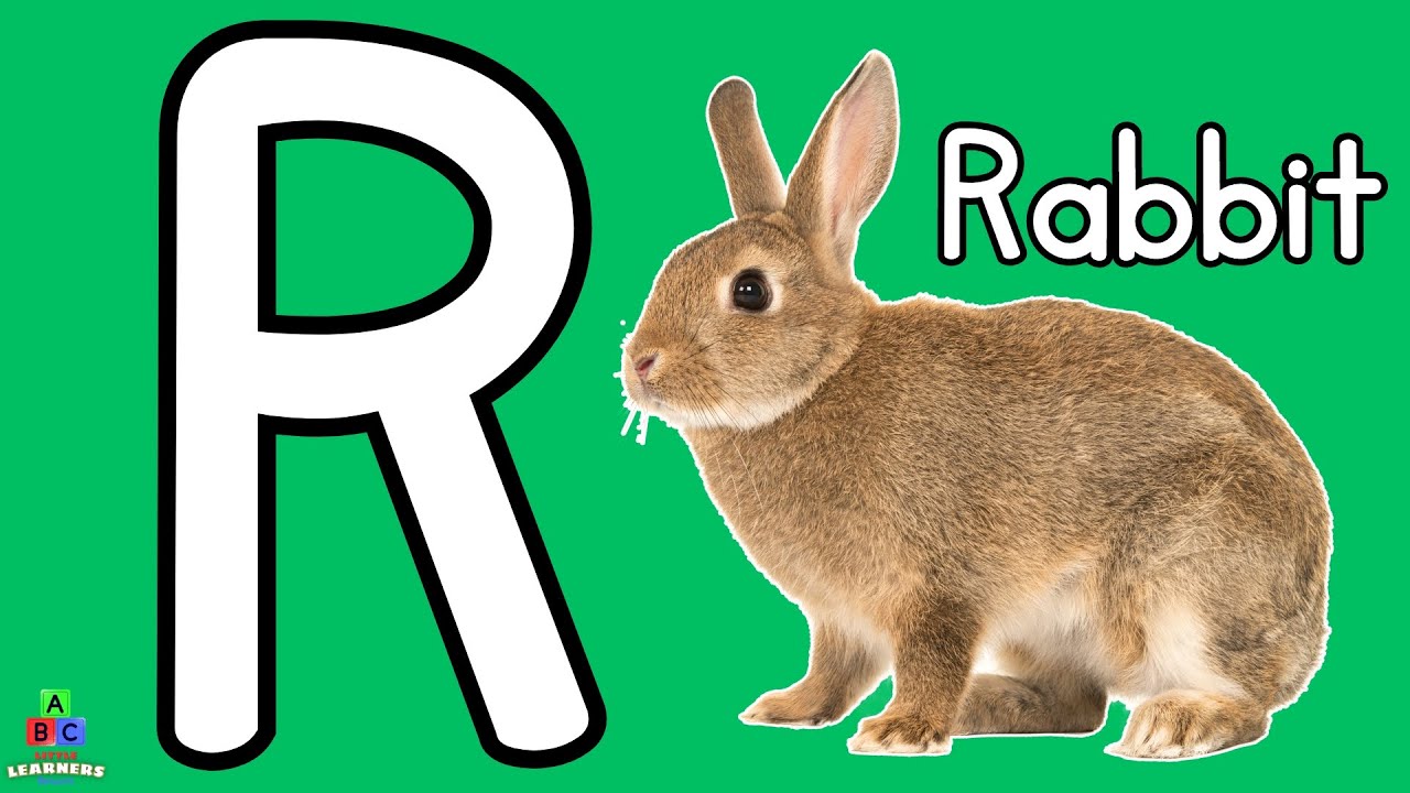 R Is For Rabbit R For Rabbit Chubby Cheeks New Carrier