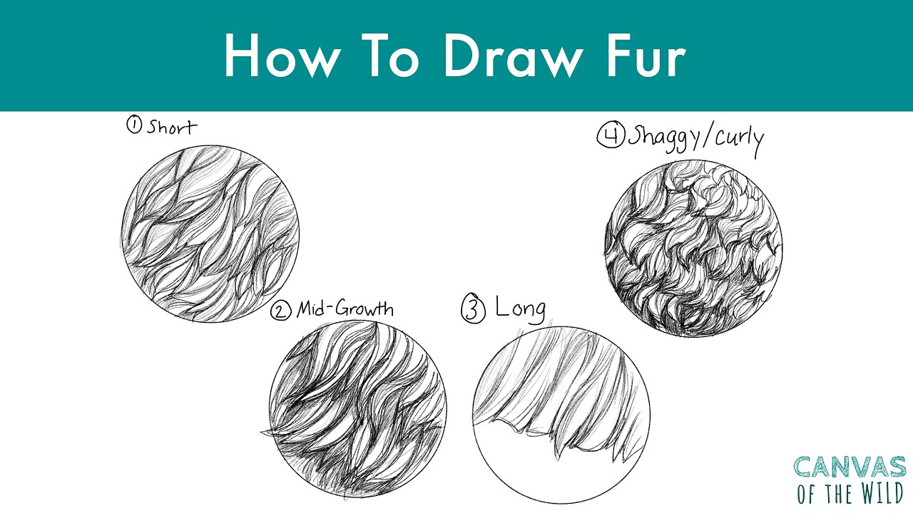 How To Draw Fur For Beginners