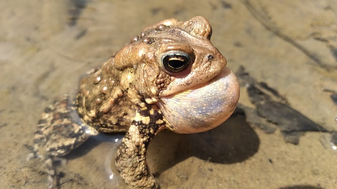 American Toad Calling Sounds Youtube