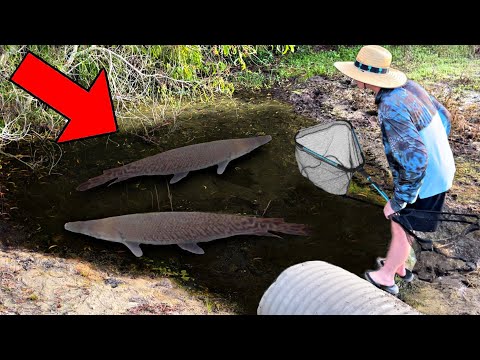 Rescuing Trapped Ancient Fish From Tiny Dried Up Puddle Youtube