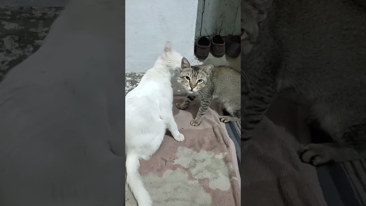 Caring Cat Viral Short Housepetscare