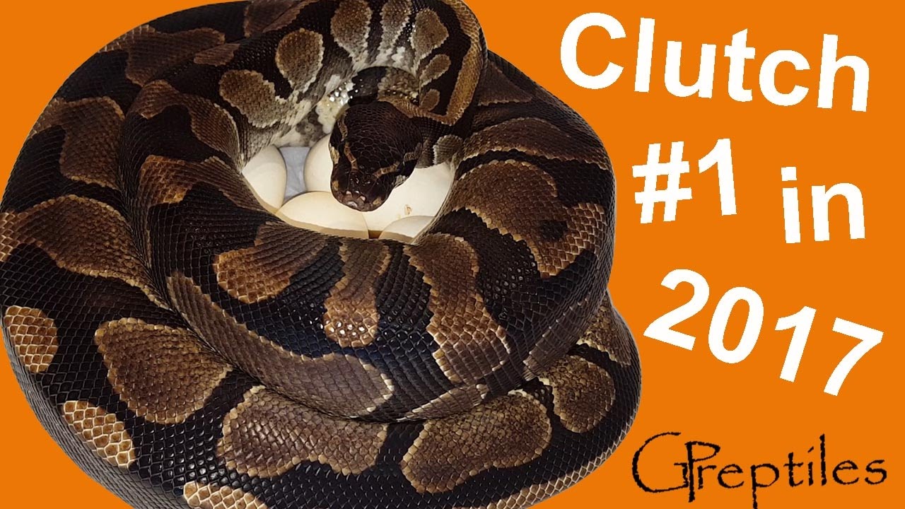 Ball Python Clutch 1 Is Here Youtube