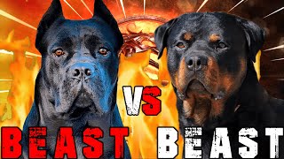 Cane Corso Vs Rottweiler