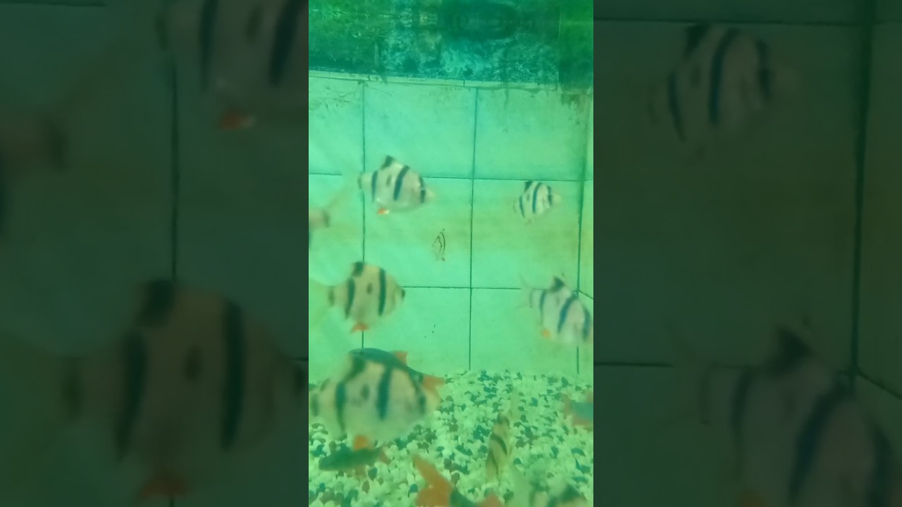 Viral Short Cat Housepetscare