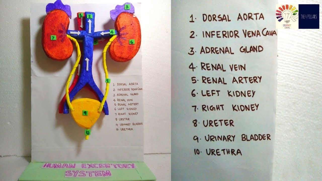 Excretory System Model Project