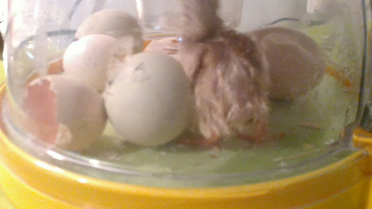Hatching Part 3 Youtube