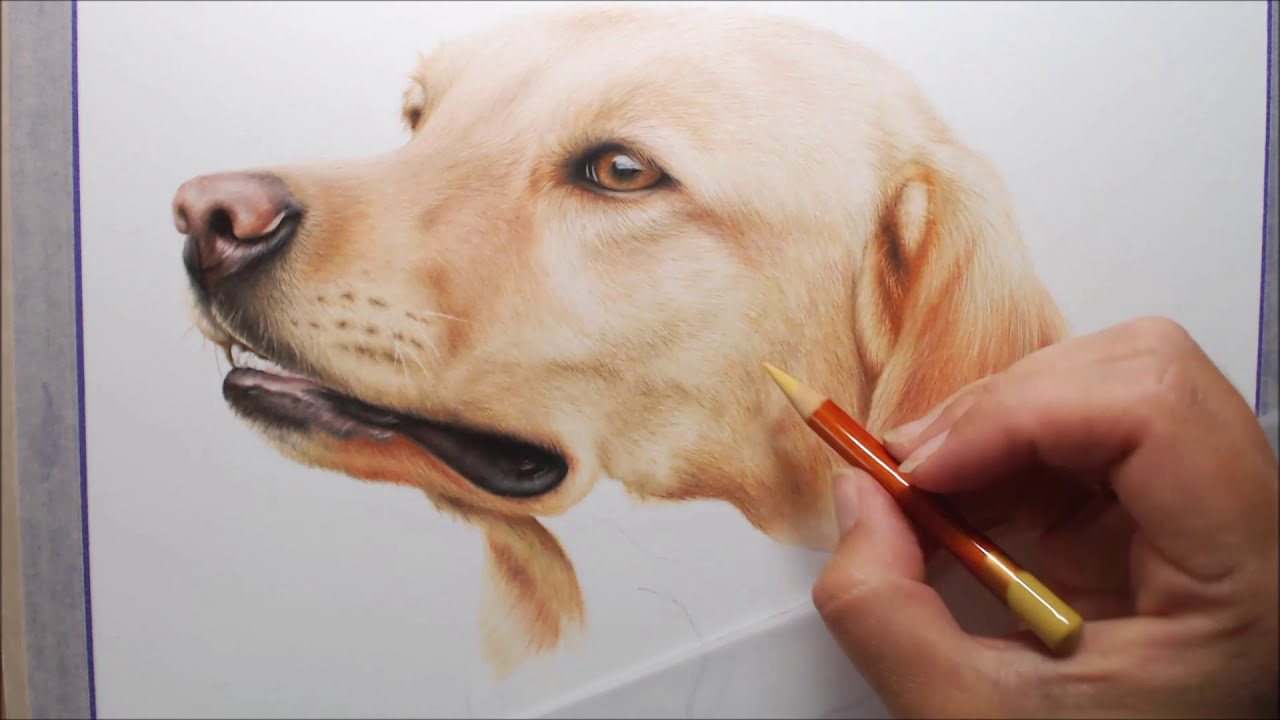 How To Draw A Realistic Yellow Lab