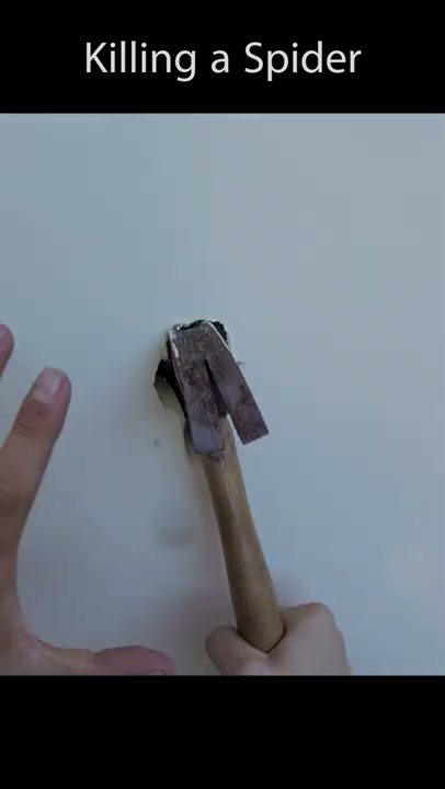 Killing A Spider Shorts Youtube
