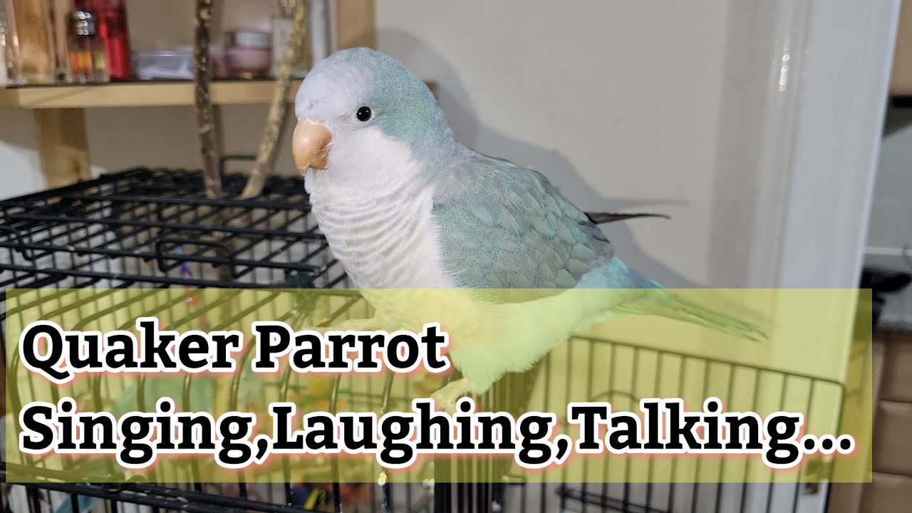 Best Talking Quaker Parrot 8 Months Old Quaker Parrot Talking Monk