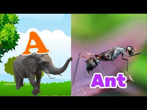 Learn The Alphabets A Z With Picture Visual Animation Alphabets More