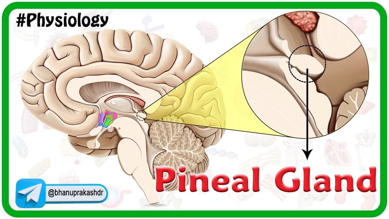 Physiology Of Pineal Gland Animation Youtube
