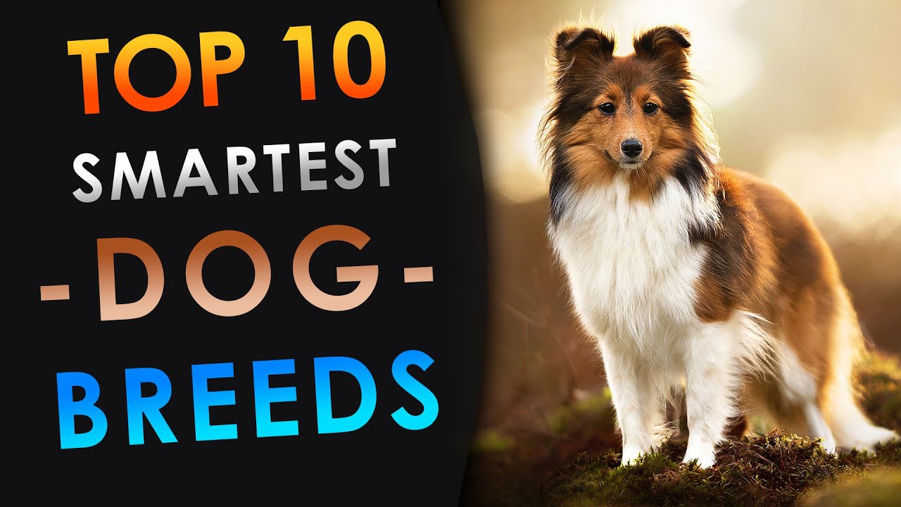 Top 10 Smartest Dog Breeds Tim S Adventures Youtube