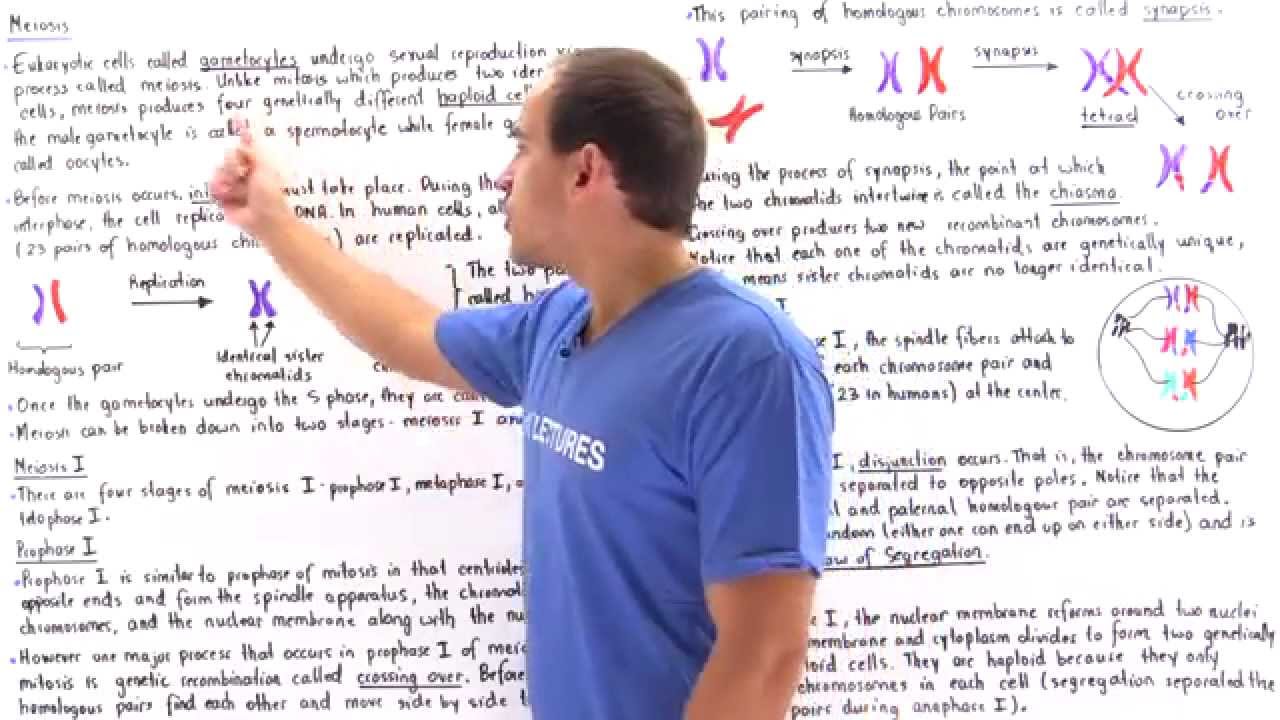 Meiosis I Youtube
