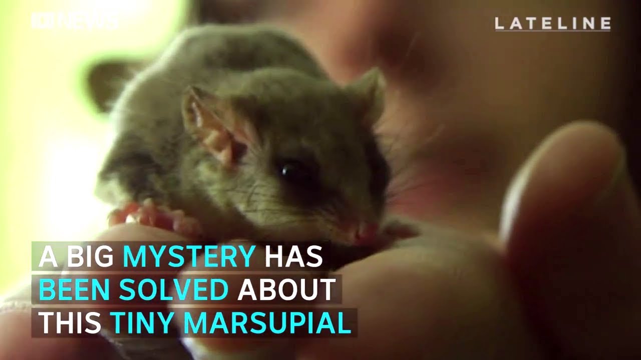 Feathertail Gliders Abc News Youtube