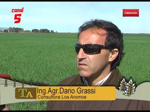 Dario Grassi Consultora Los Aromos Cultivo De Cobertura Youtube
