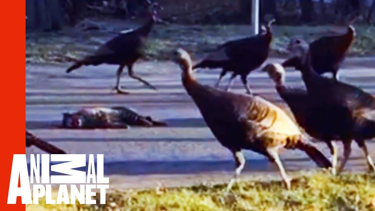Why Is This Strange Flock Of Turkeys Marching Around A Dead Cat
