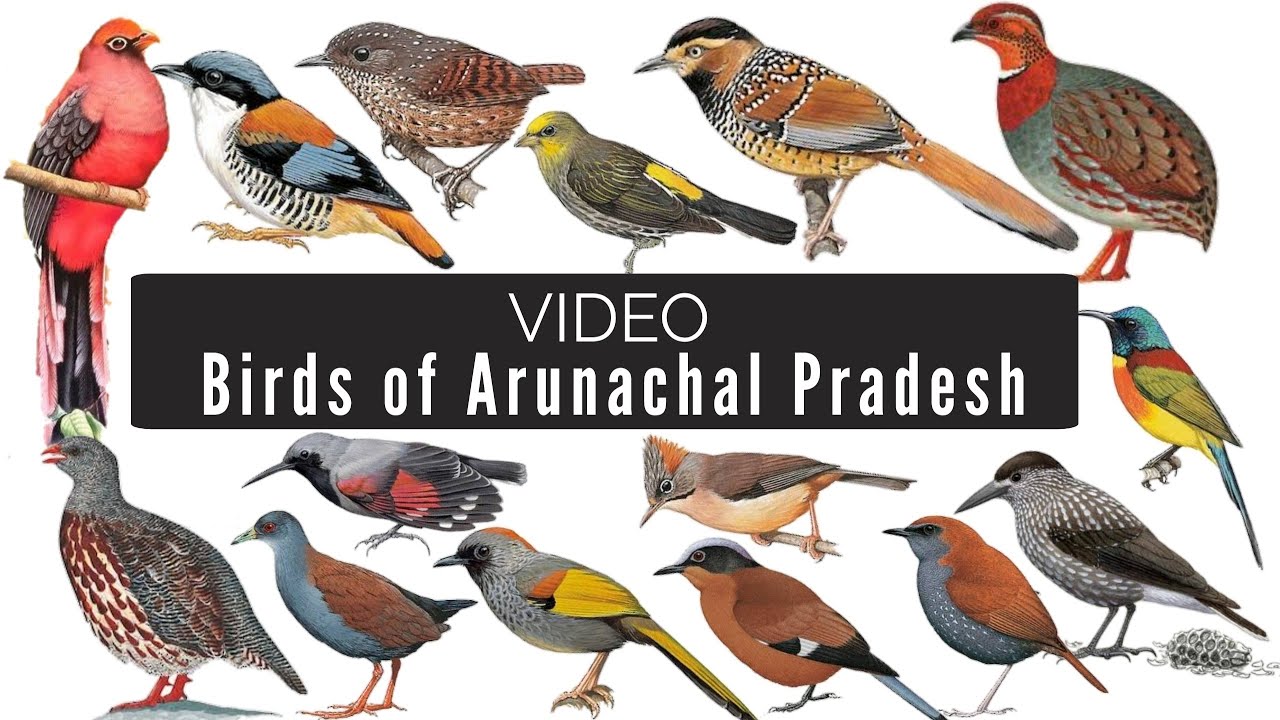 Birds Of Arunachal Pradesh Eastern Himalaya Youtube