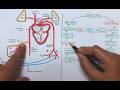 Fetal Circulation In Just 60 Seconds Fetal Fetalcirculation Anatomy ...