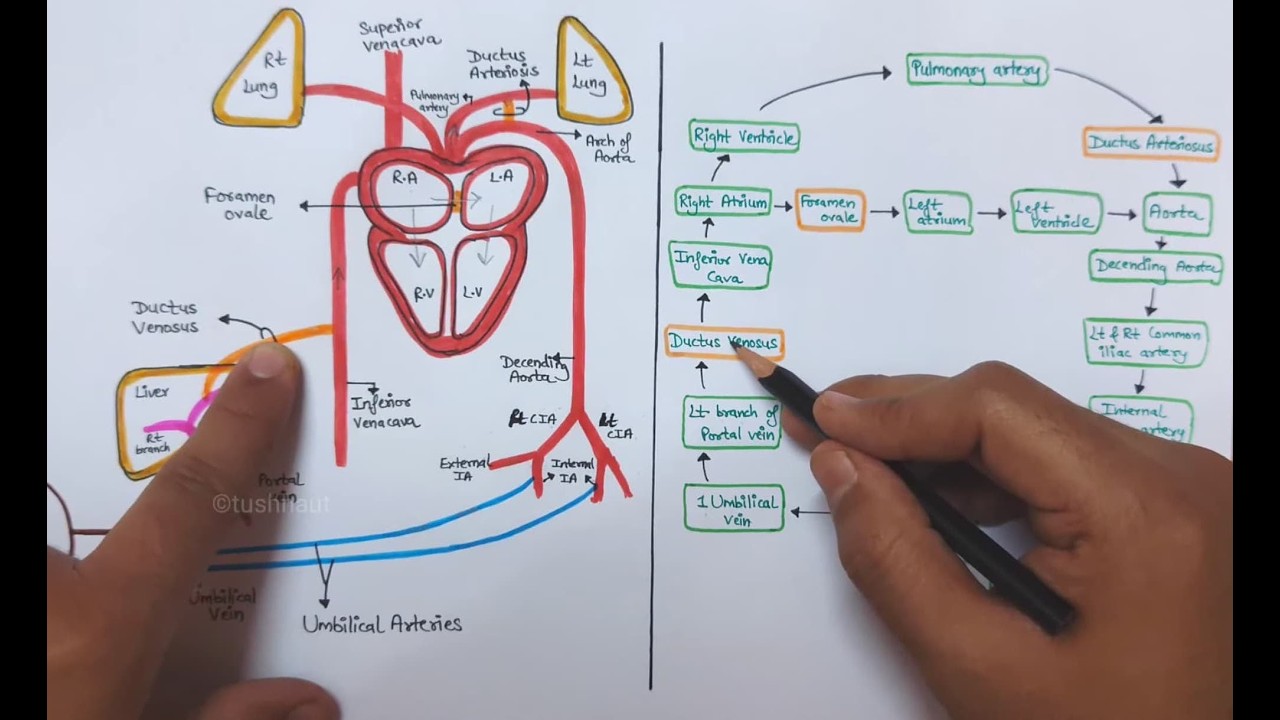 Fetal Blood Flow Diagram Teaching Visual Obgyn Key
