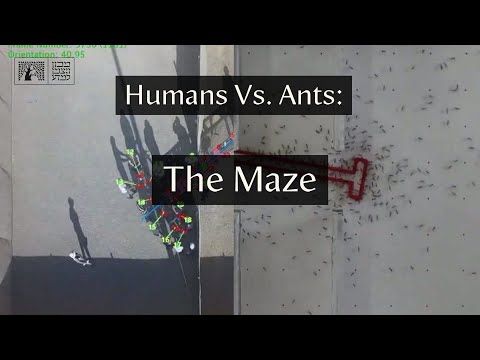 Humans Vs Ants The Maze Ants Vs Humans The Maze Know Your Meme