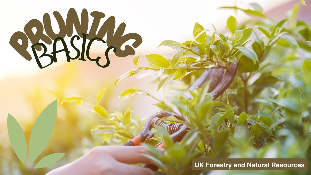 Pruning Basics Youtube