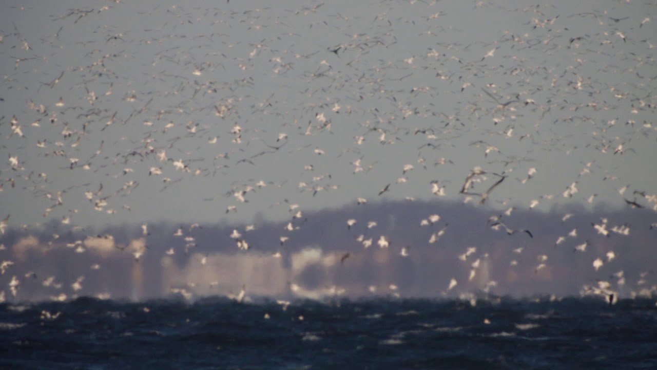 Northern Gannets In Lower New York Harbor Youtube