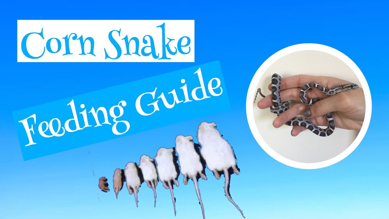 Corn Snake Feeding Chart