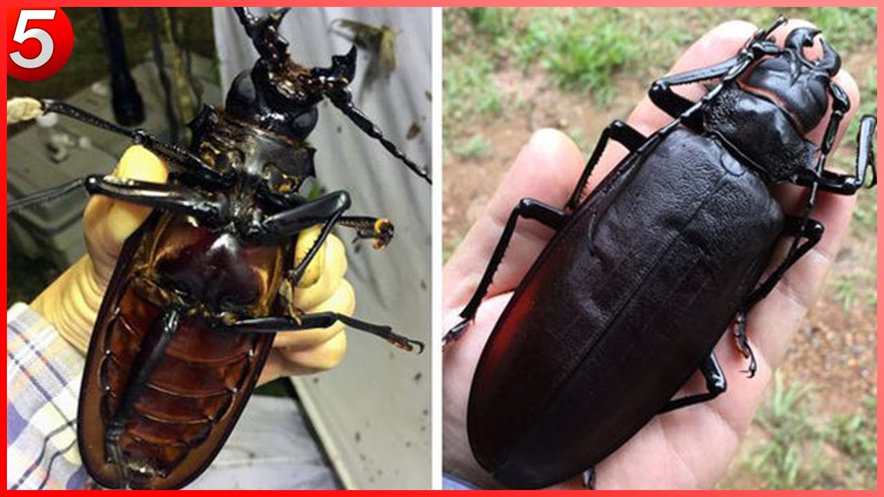 Largest Insect In The World