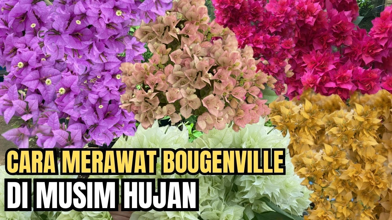Cara Merawat Bougenville Di Musim Hujan Youtube